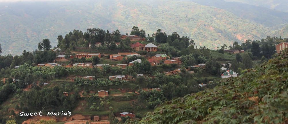 Coffee in Burundi - Commune Mutambu
