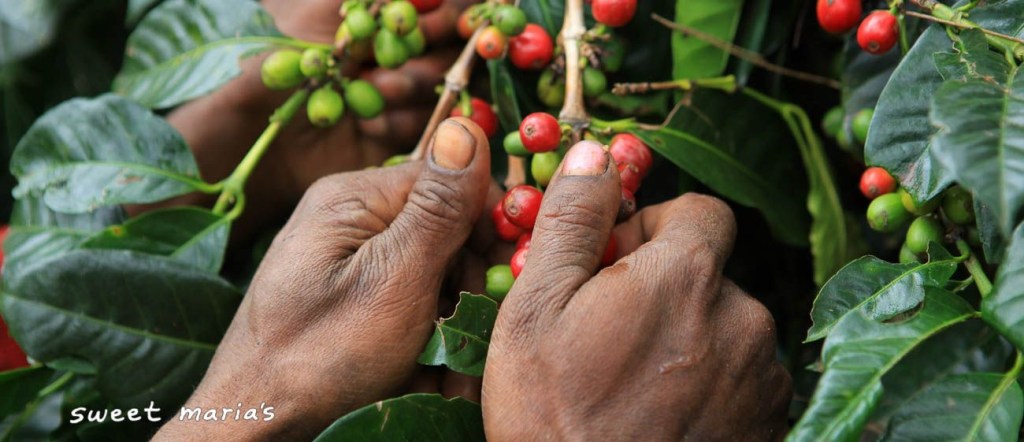 Timor Leste Dukurai Daurfusu - LCC Roastery