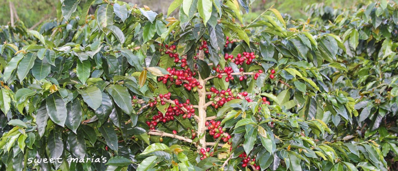 Sumatra Lintong Sigumpar Village - LCC Roastery