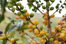 Brazil Santos Yellow Bourbon Natural - LCC Roastery