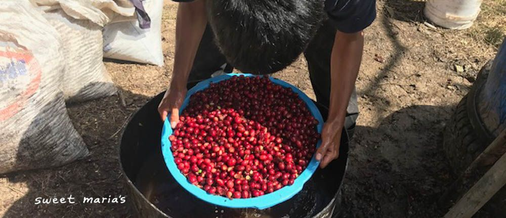 El Salvador Pacas Honey Process Santa Ana - LCC Roastery