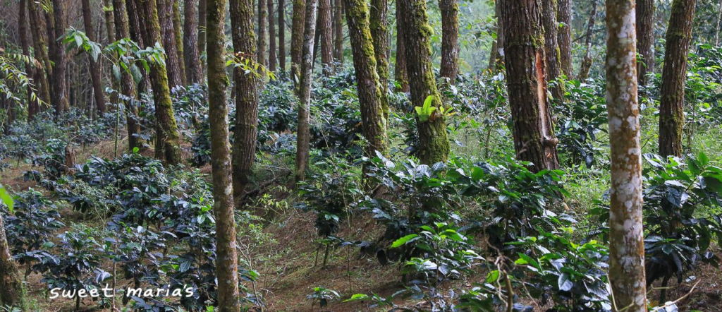 Java Wet Hulled Waspada - LCC Roastery