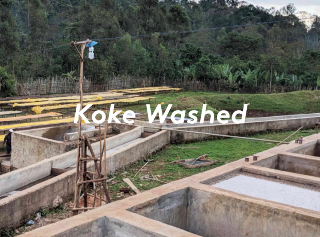 Ethiopia Yirgacheffe Koke Washed - LCC Roastery
